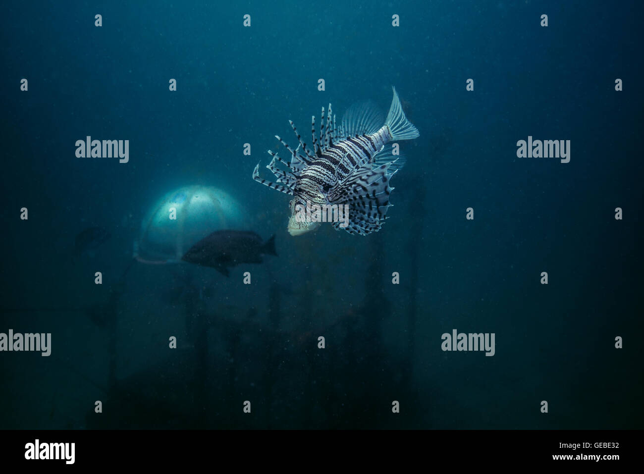 Lionfish and the airstation. Place: Tateyama Chiba Japan Depth 20m ...