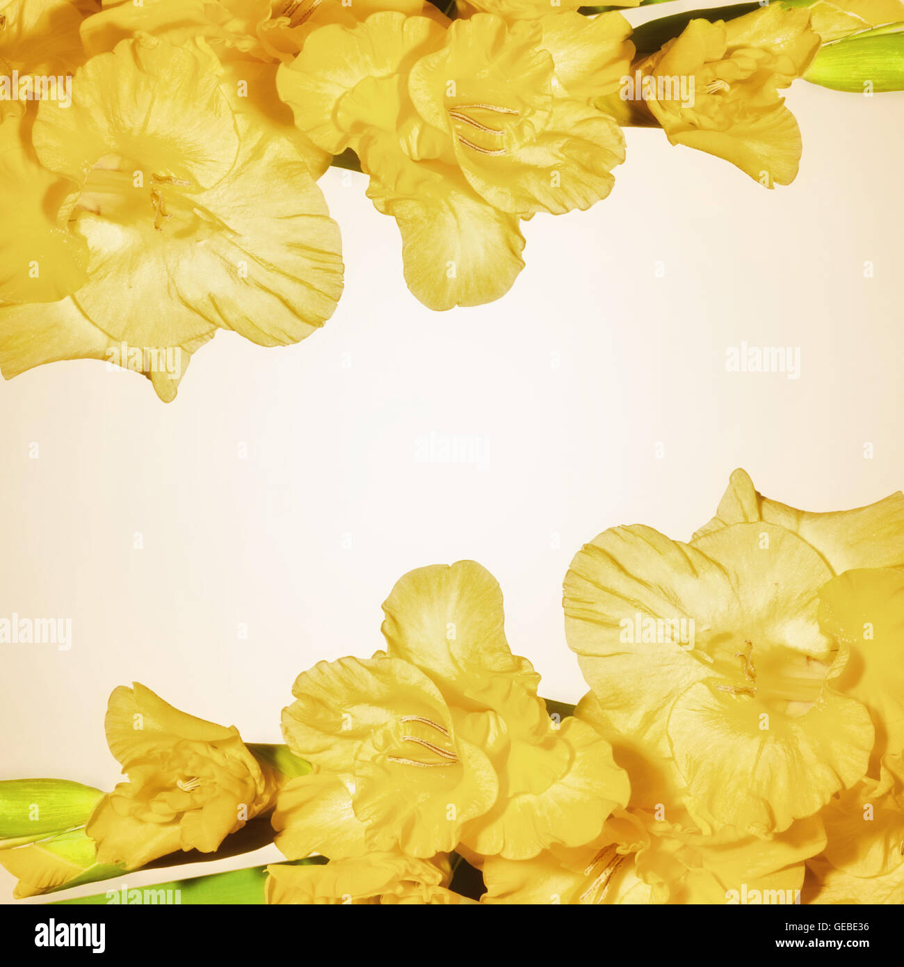 Floral background with yellow flowers gladiolus Stock Photo - Alamy