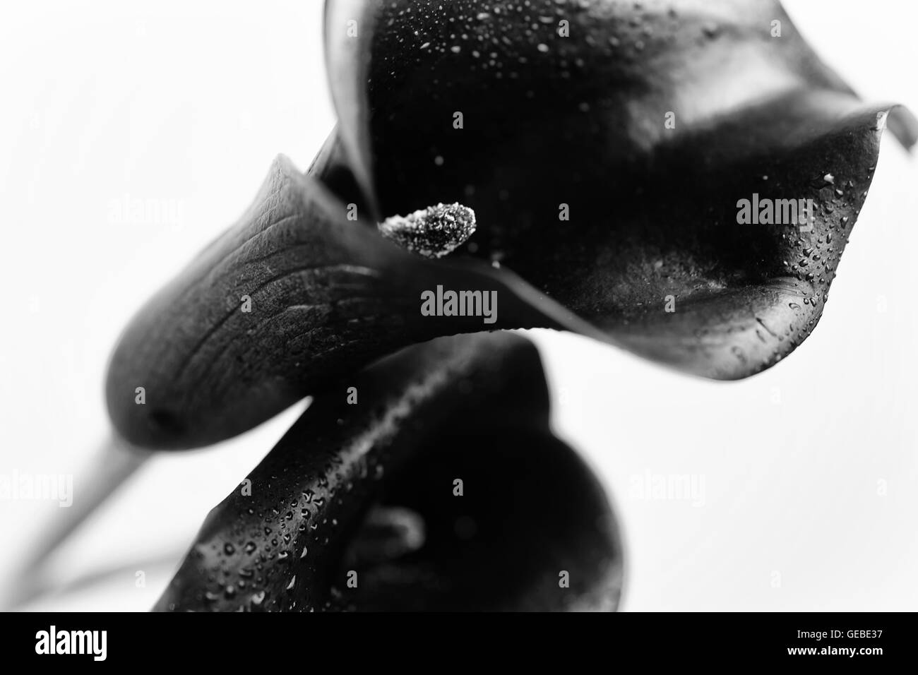 Two black calla flower on white background Stock Photo - Alamy