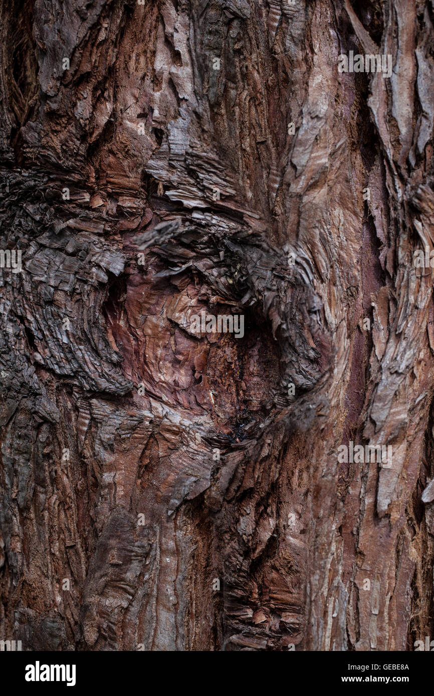 Texture Bark of Pine Tree closeup Stock Photo - Alamy