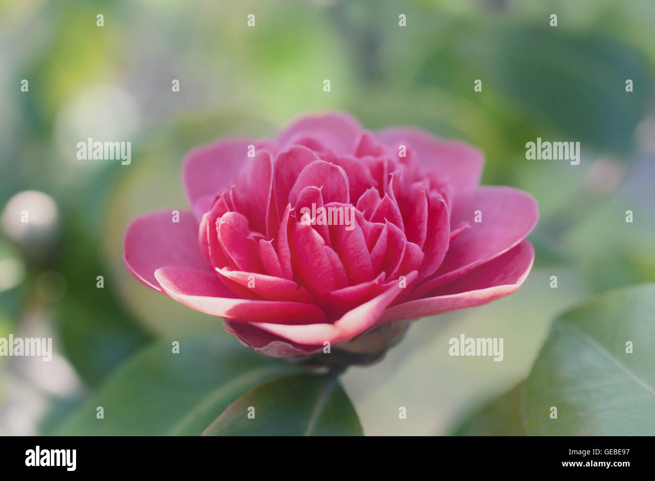 Japanese camellia camelia japonica hi-res stock photography and images ...
