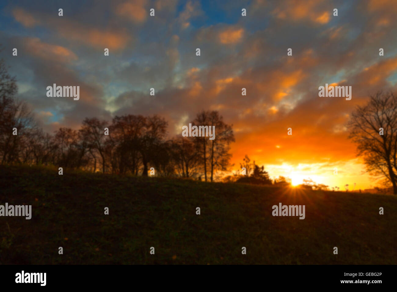 trees in the park at sunset Stock Photo - Alamy