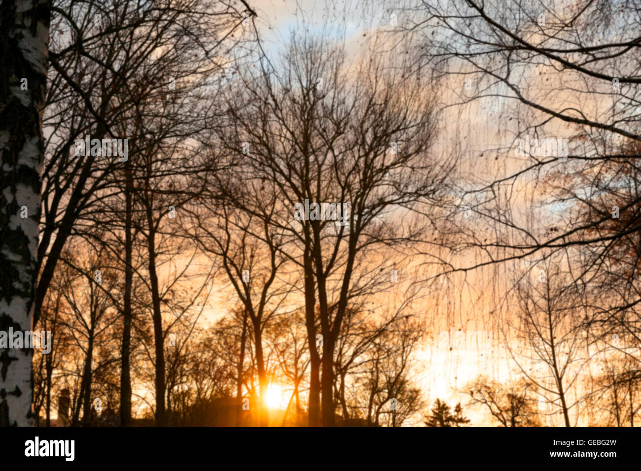 trees in the park at sunset Stock Photo - Alamy