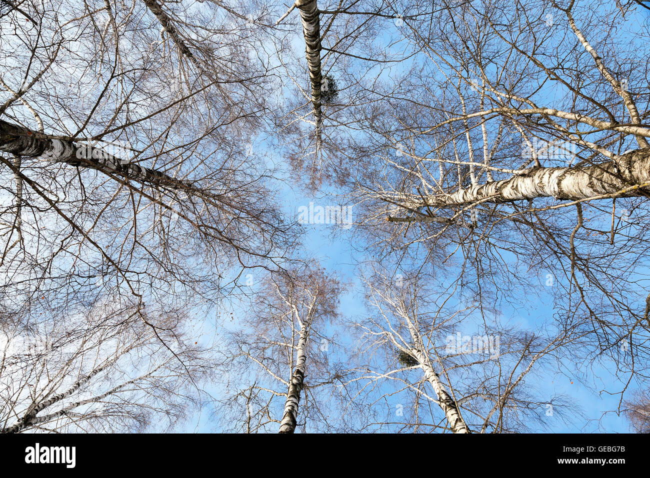 In the crown of birch hi-res stock photography and images - Alamy