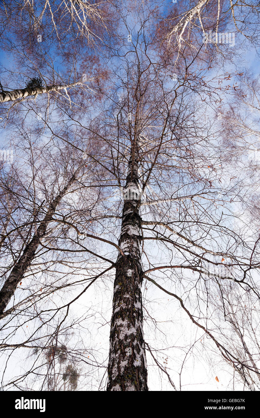 Birch tree in winter Stock Photo - Alamy