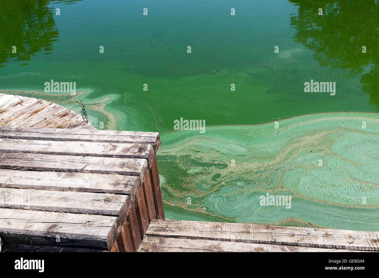 Water in the swamp Stock Photo - Alamy