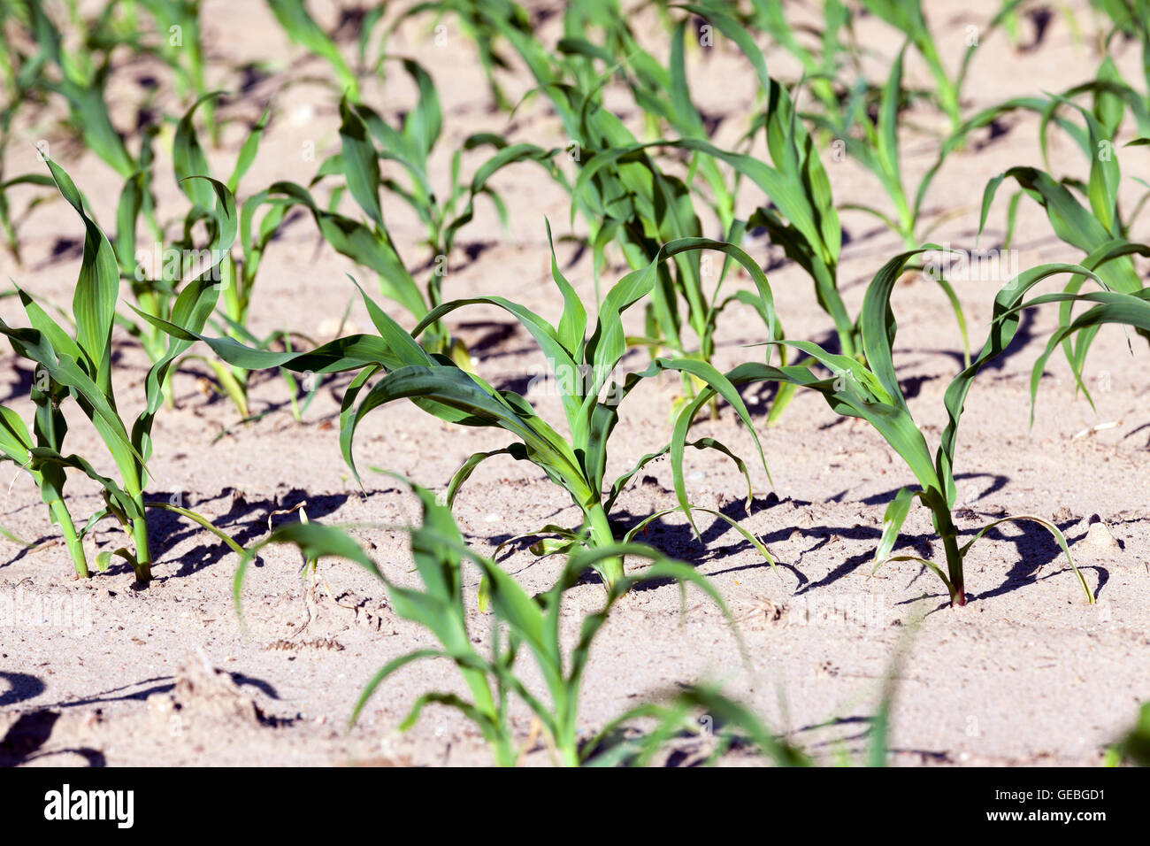 corn field. close-up Stock Photo - Alamy