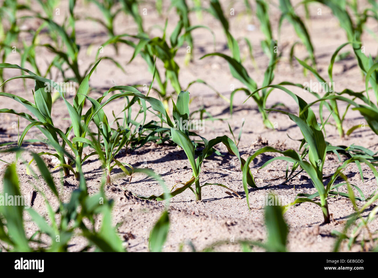 green corn. Spring Stock Photo - Alamy