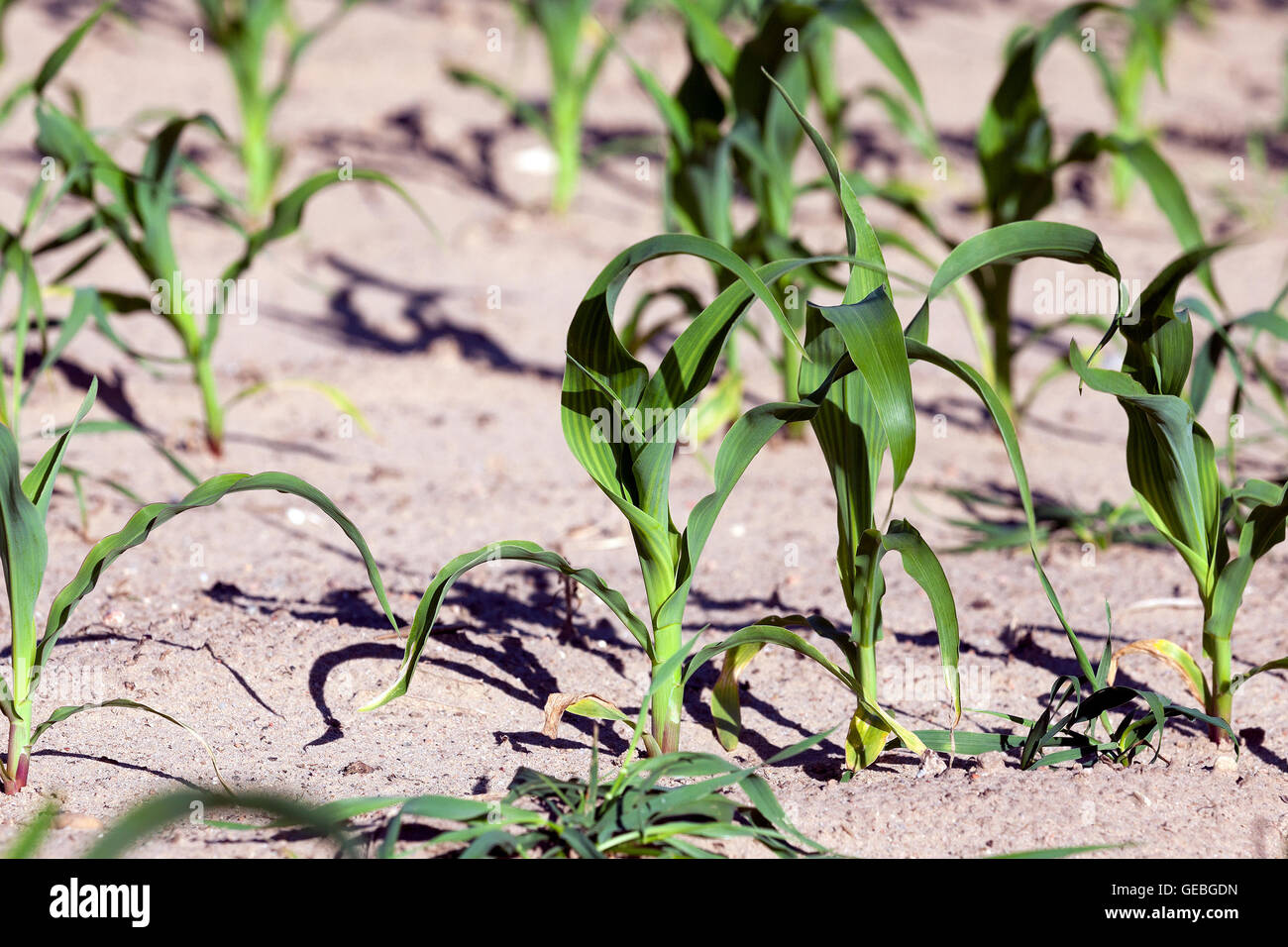 corn field. close-up Stock Photo - Alamy