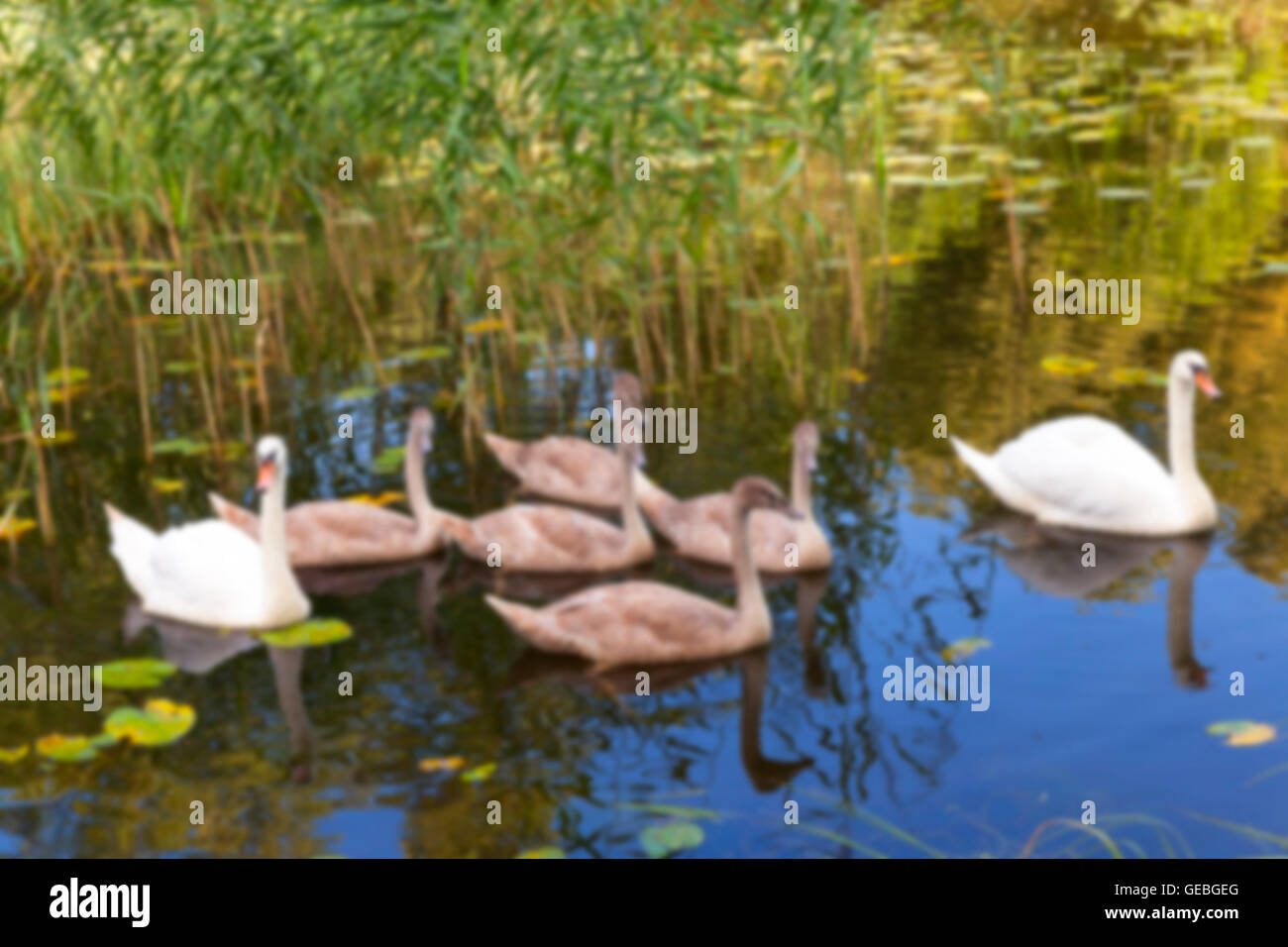 Swans family pond Stock Photo - Alamy