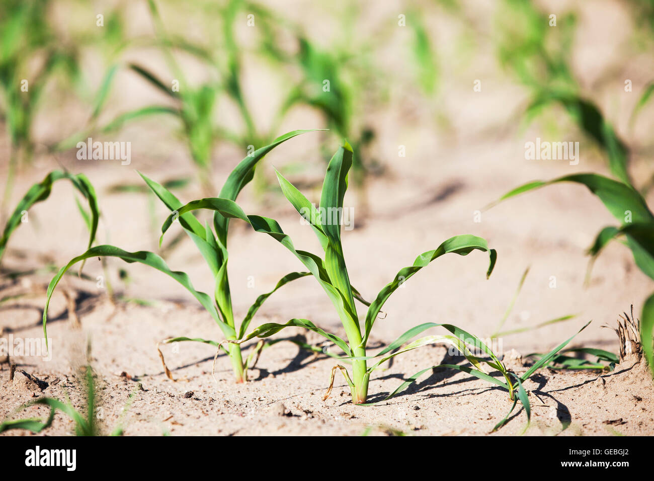 green corn. Spring Stock Photo - Alamy