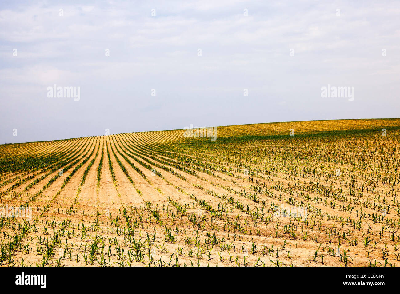 corn field - Agricultural field on which grow corn Stock Photo - Alamy
