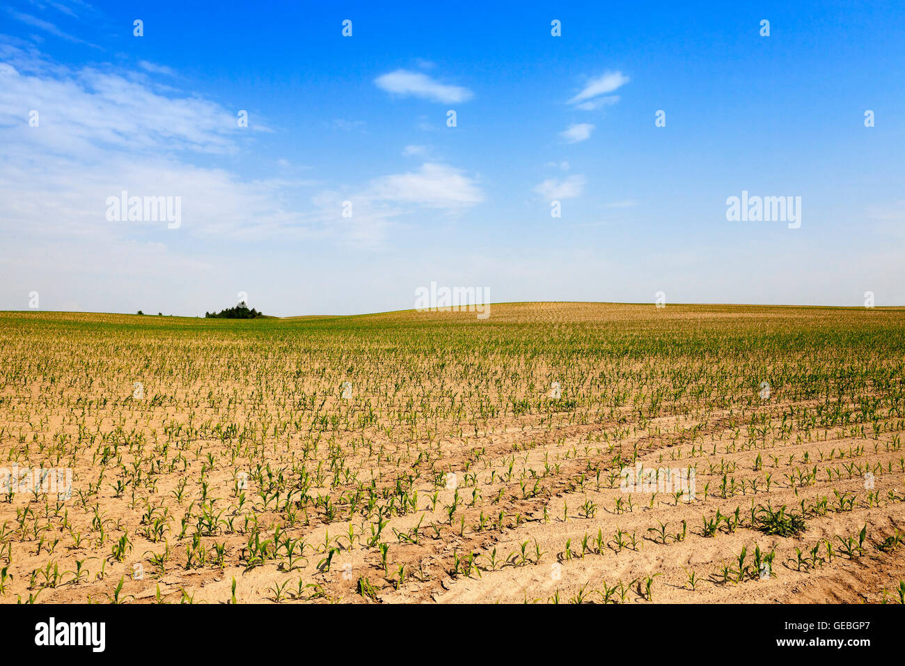Corn field, summer Stock Photo - Alamy