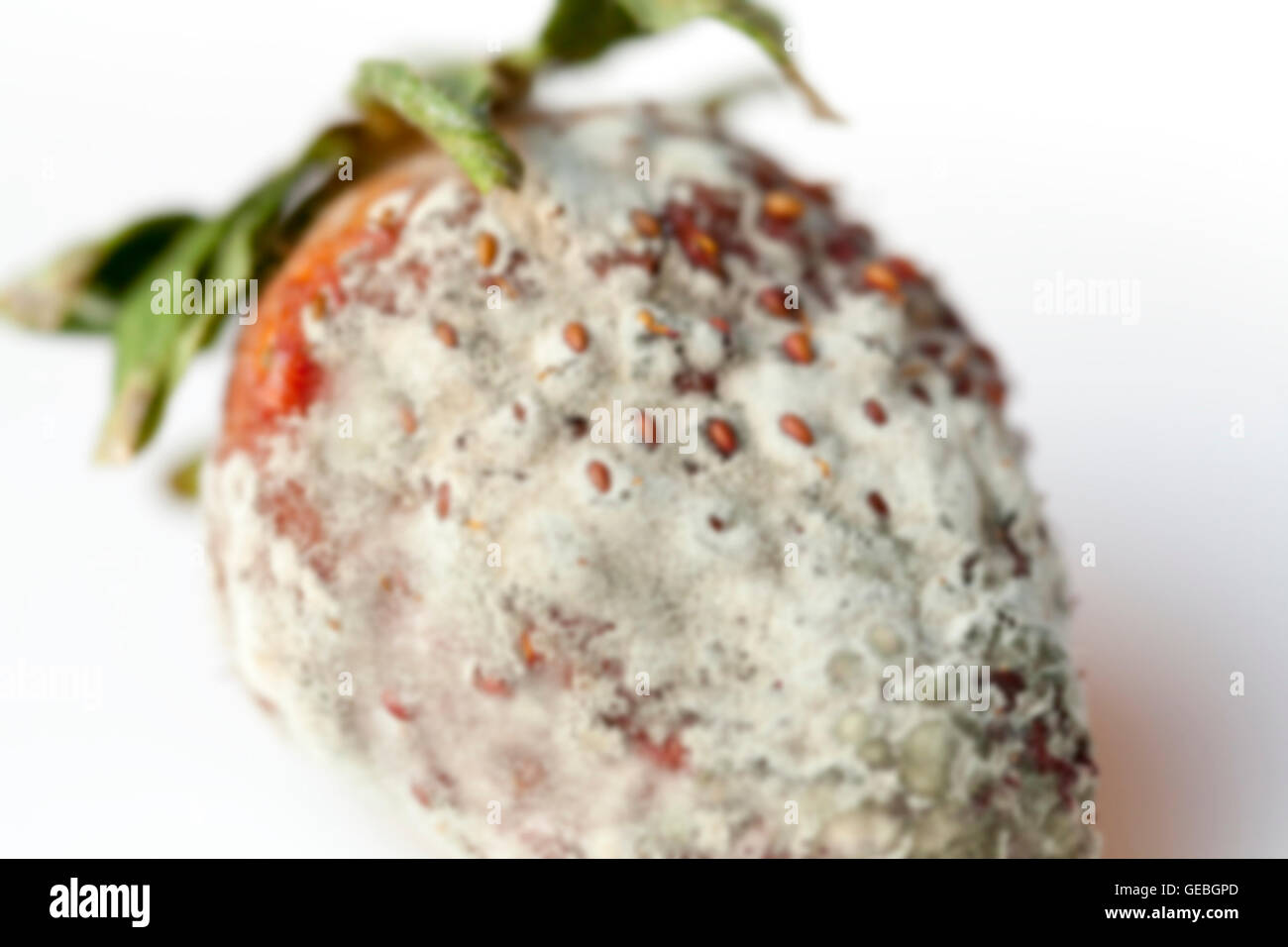 Strawberry with mold Stock Photo - Alamy