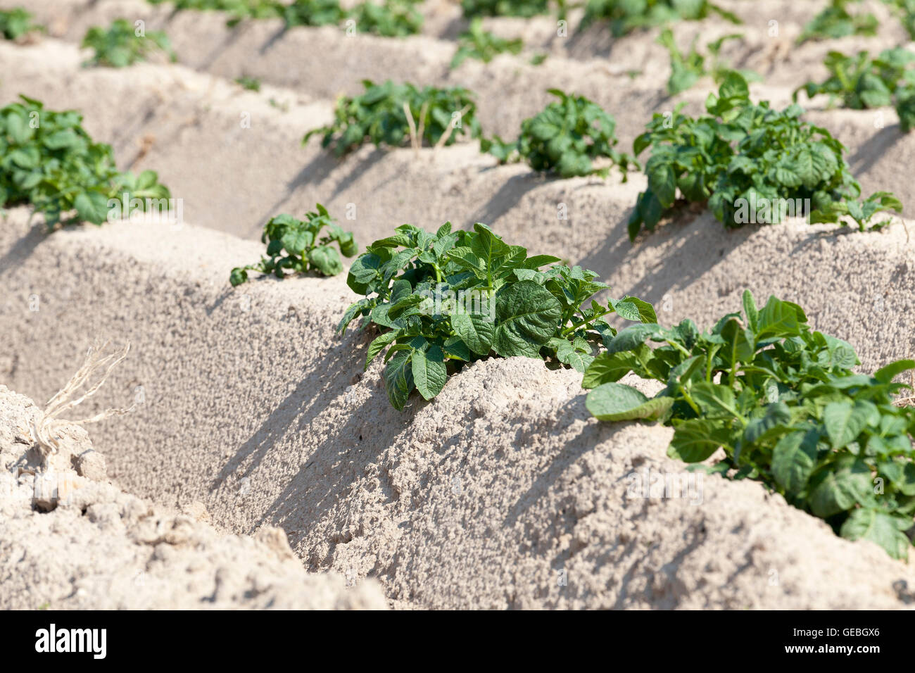 Agriculture, potato field Stock Photo - Alamy