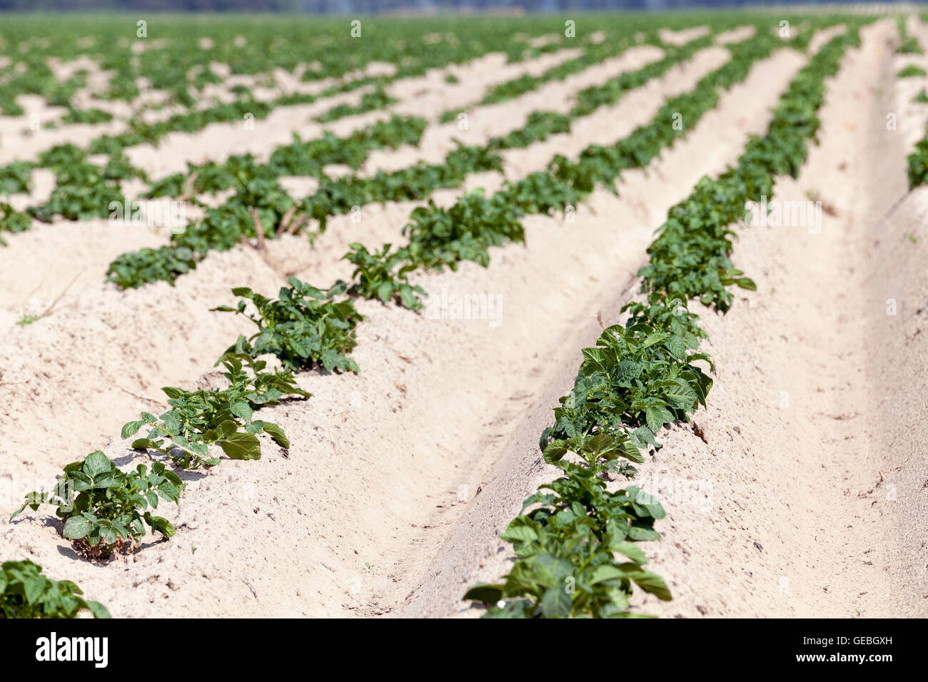Agriculture, potato field Stock Photo - Alamy