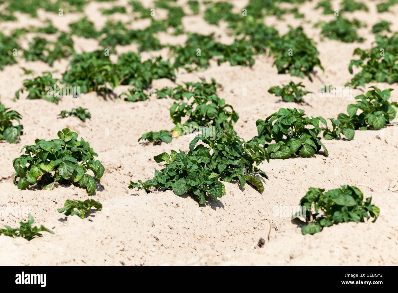 Agriculture, potato field Stock Photo - Alamy