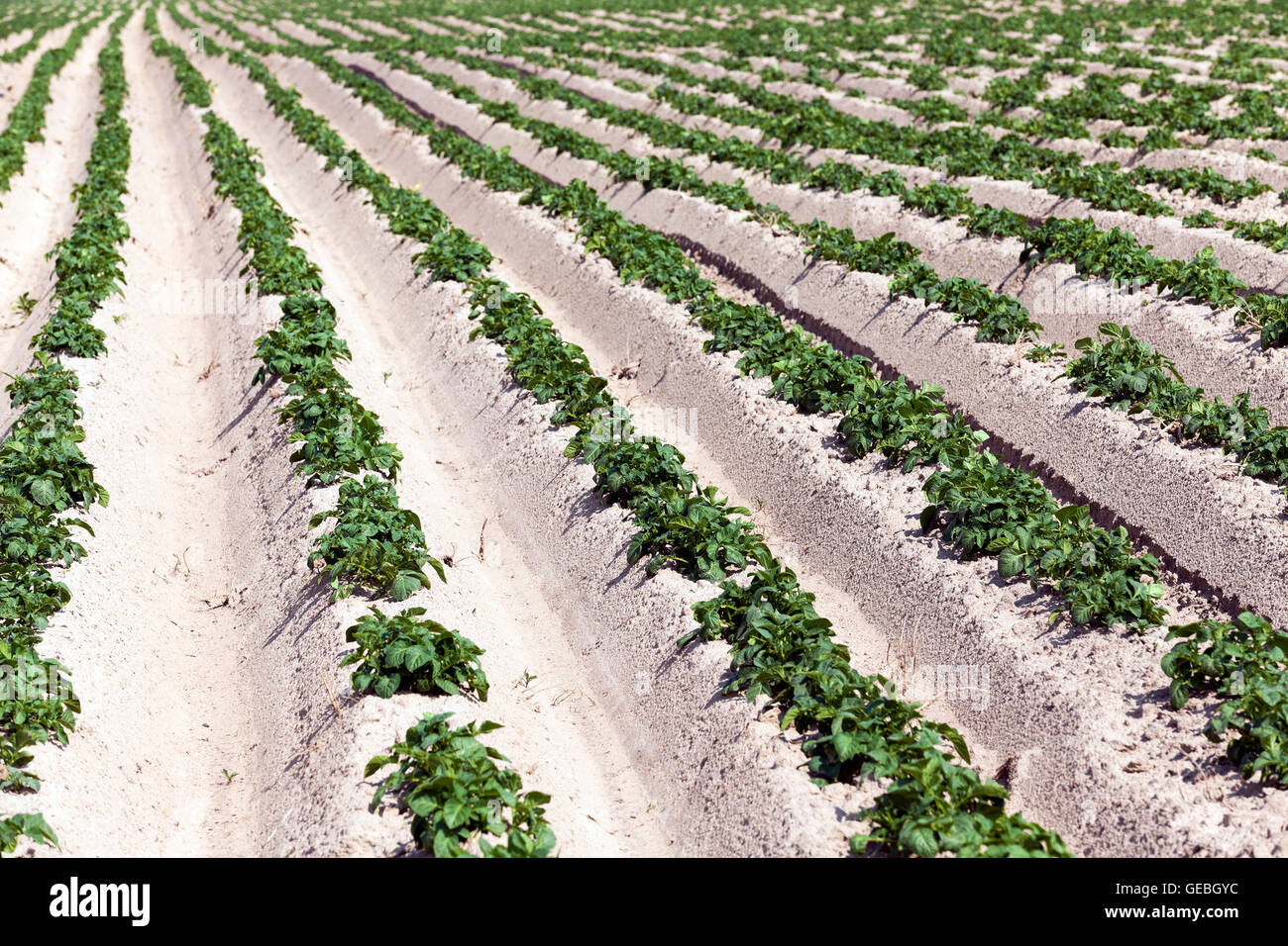 Agriculture, potato field Stock Photo - Alamy