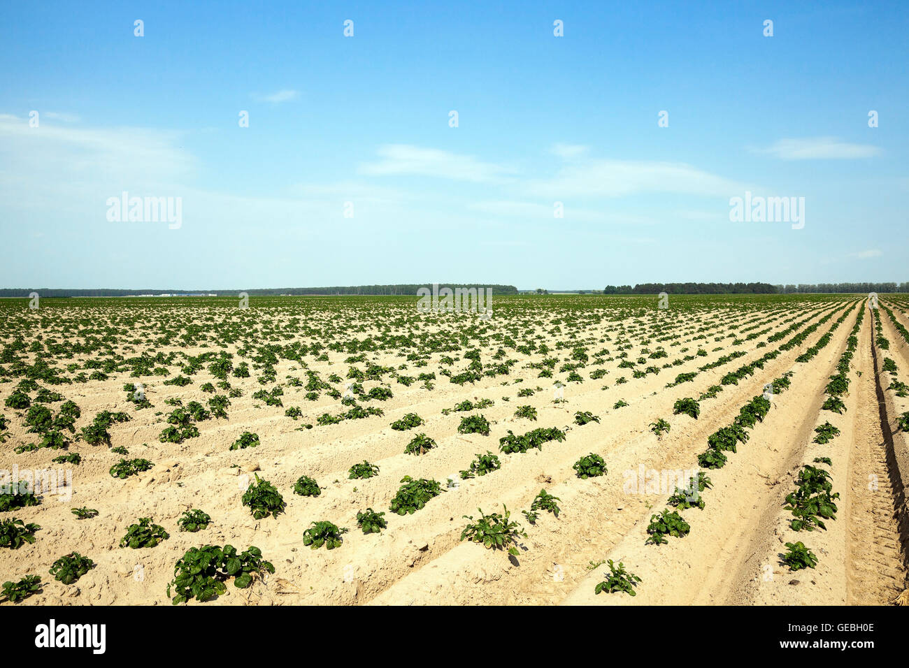 Agriculture, potato field Stock Photo - Alamy