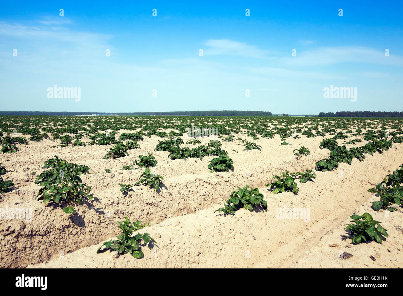 Agriculture, potato field Stock Photo - Alamy