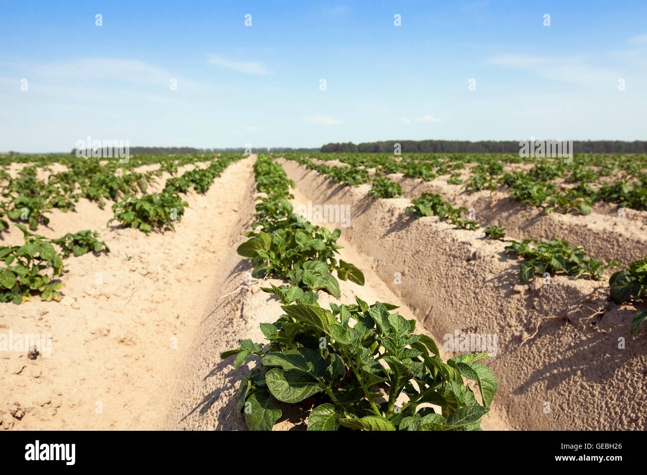 Agriculture, potato field Stock Photo - Alamy