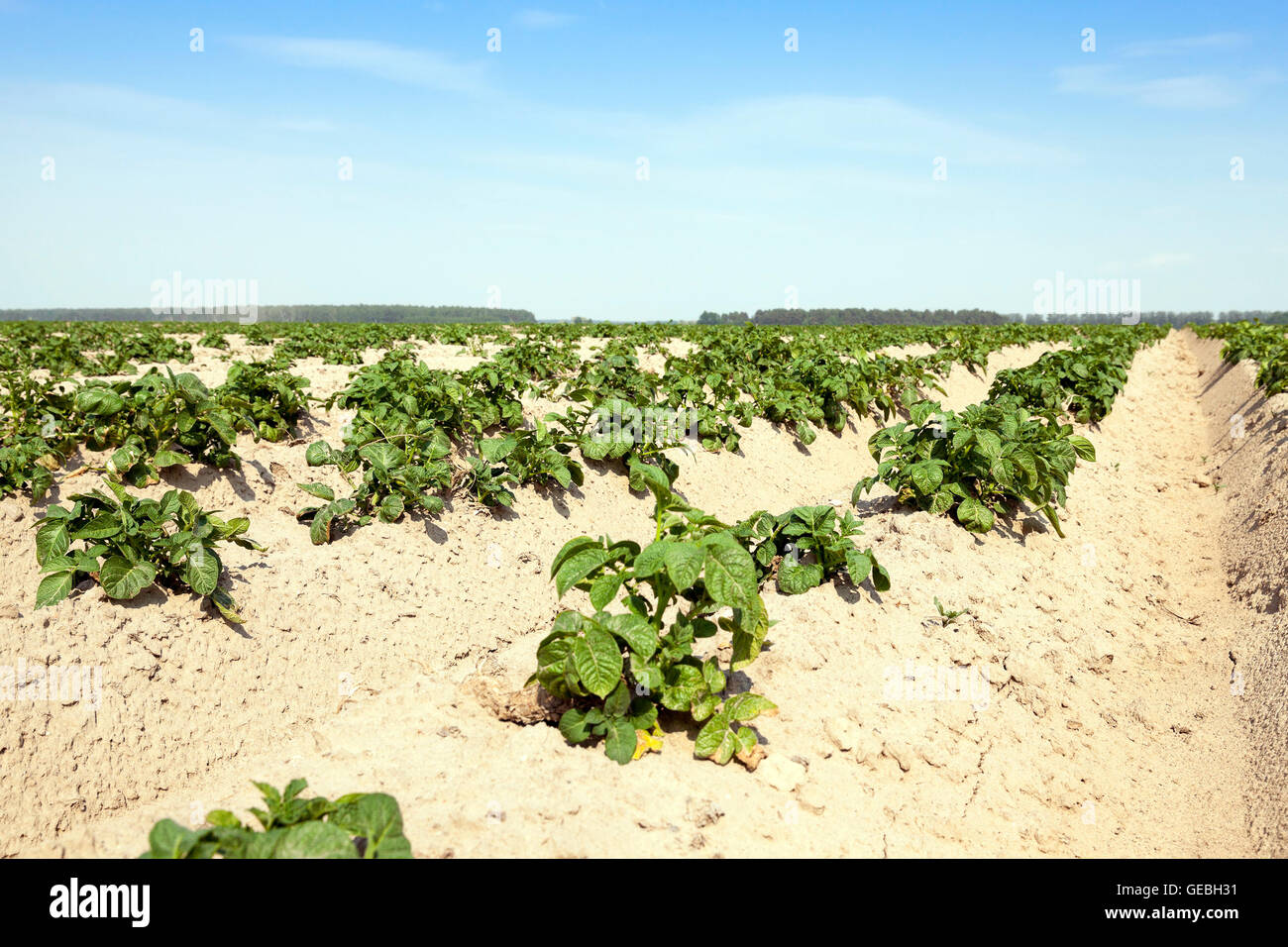 Agriculture, potato field Stock Photo - Alamy
