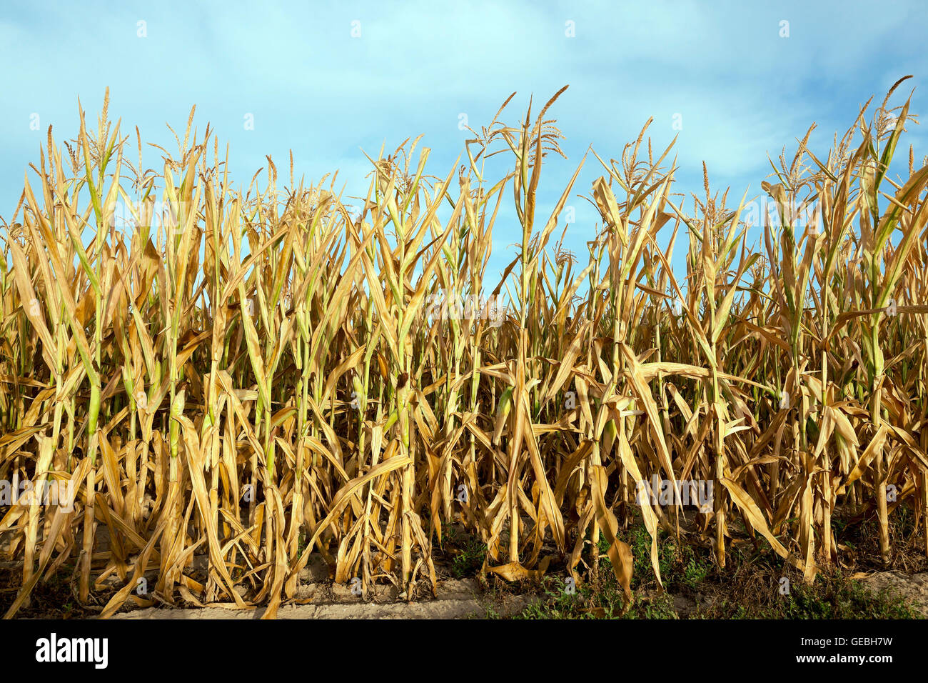 Green immature corn Stock Photo - Alamy