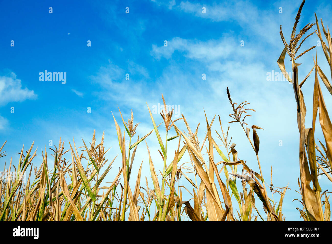 Green immature corn Stock Photo - Alamy