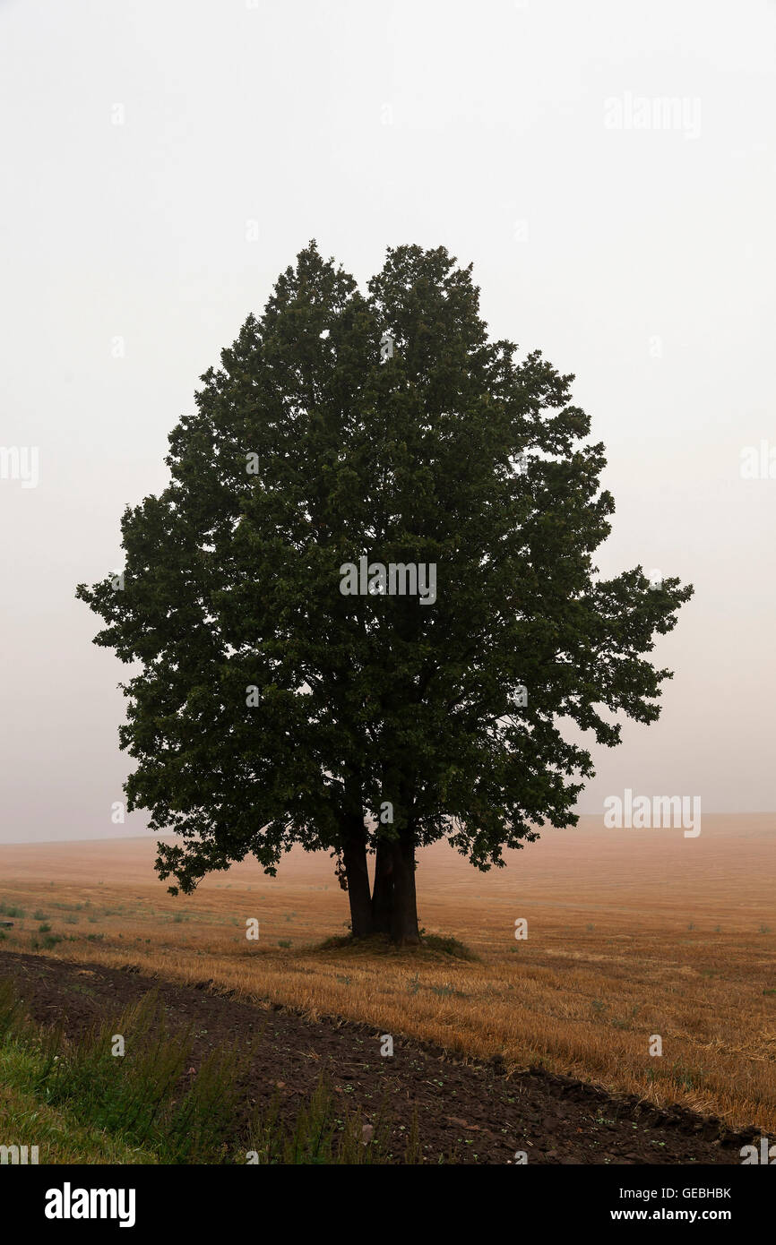 tree in the field Stock Photo - Alamy