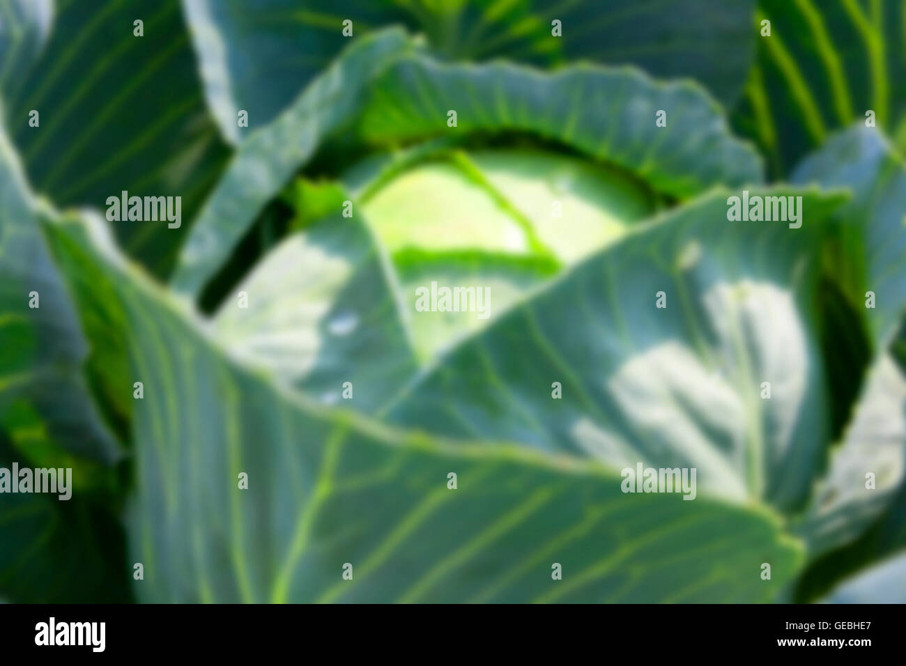 green cabbage with drops Stock Photo - Alamy