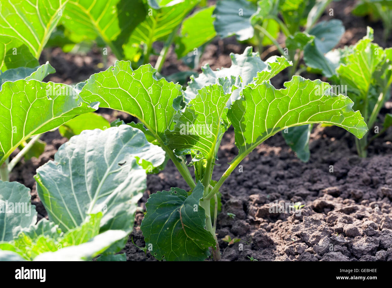Field of cabbage, spring Stock Photo - Alamy
