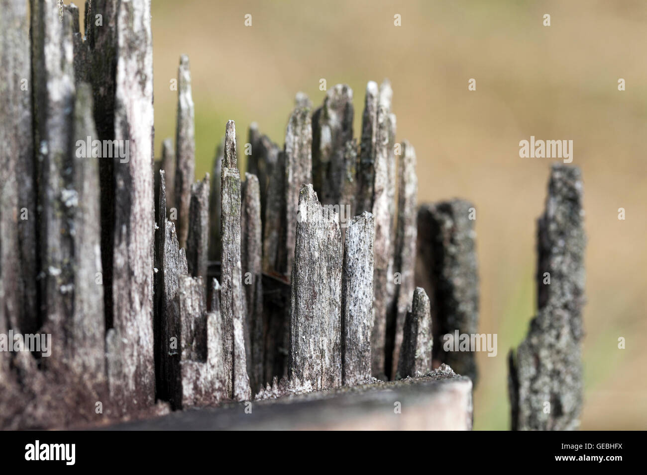old wood fracture Stock Photo - Alamy