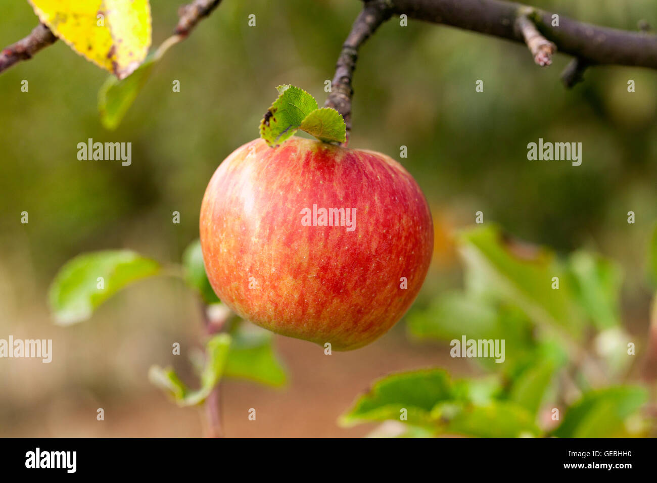 Apple on a branch Stock Photo - Alamy