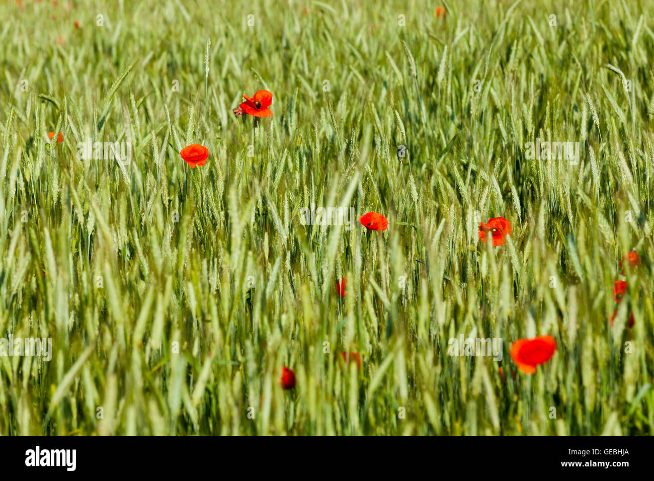 Poppy field brighton hi-res stock photography and images - Alamy
