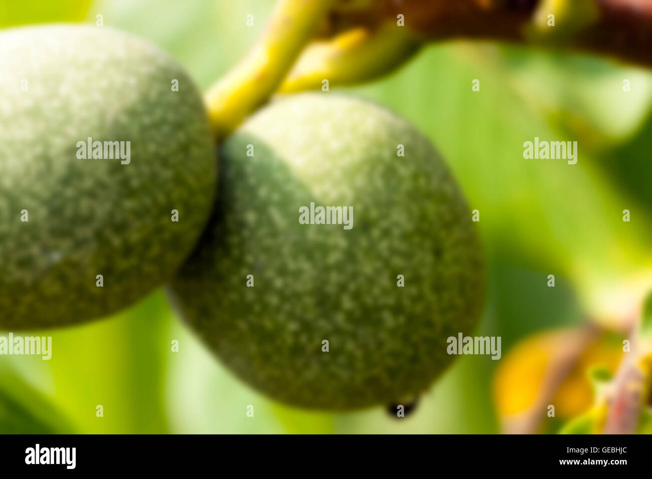 unripe green walnuts Stock Photo - Alamy