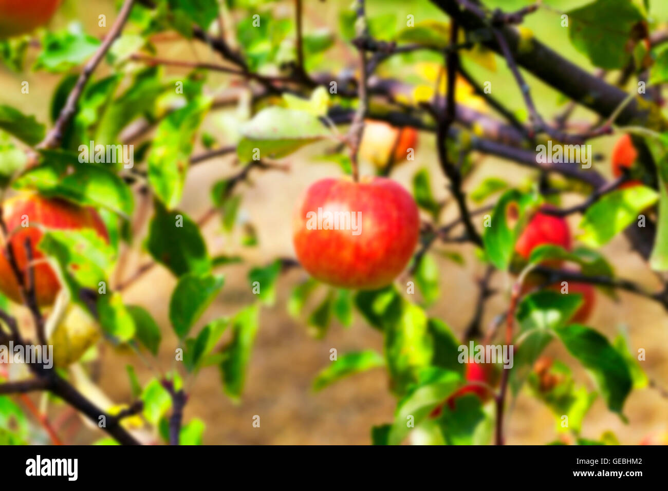 Apple on a branch Stock Photo - Alamy