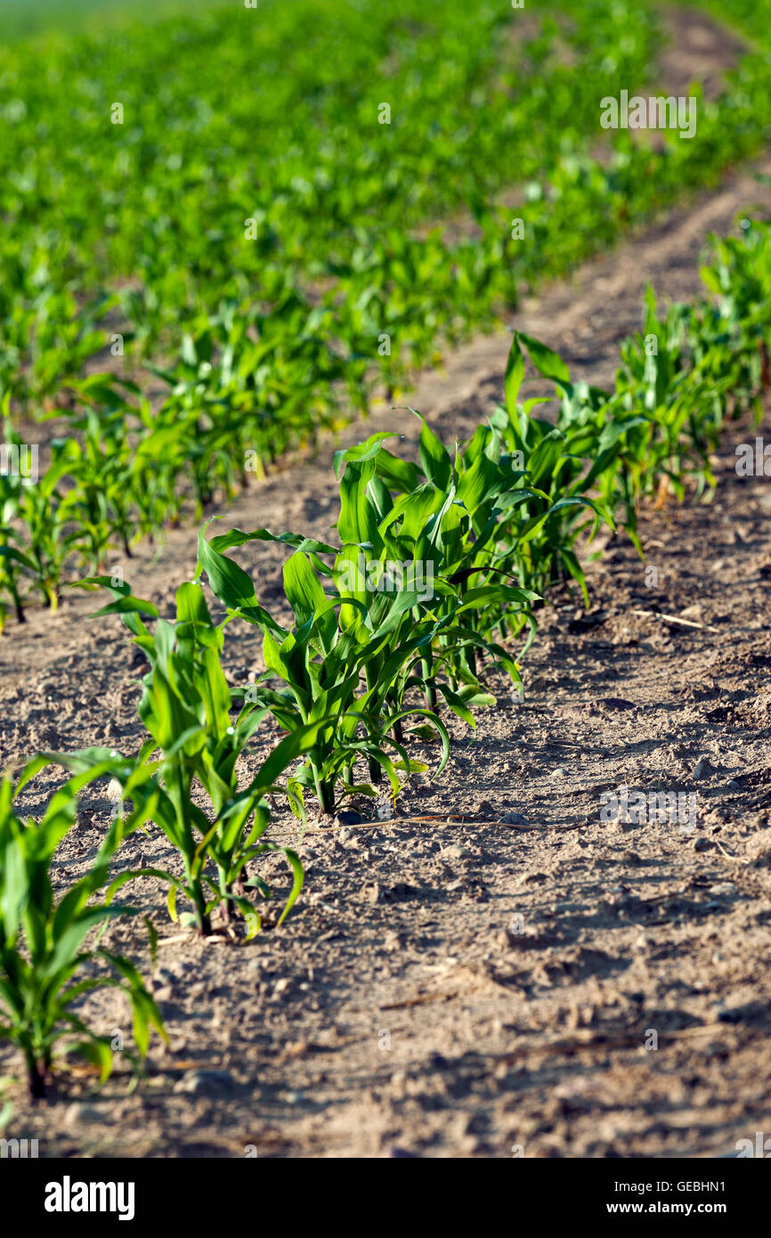 Corn field, summer Stock Photo - Alamy