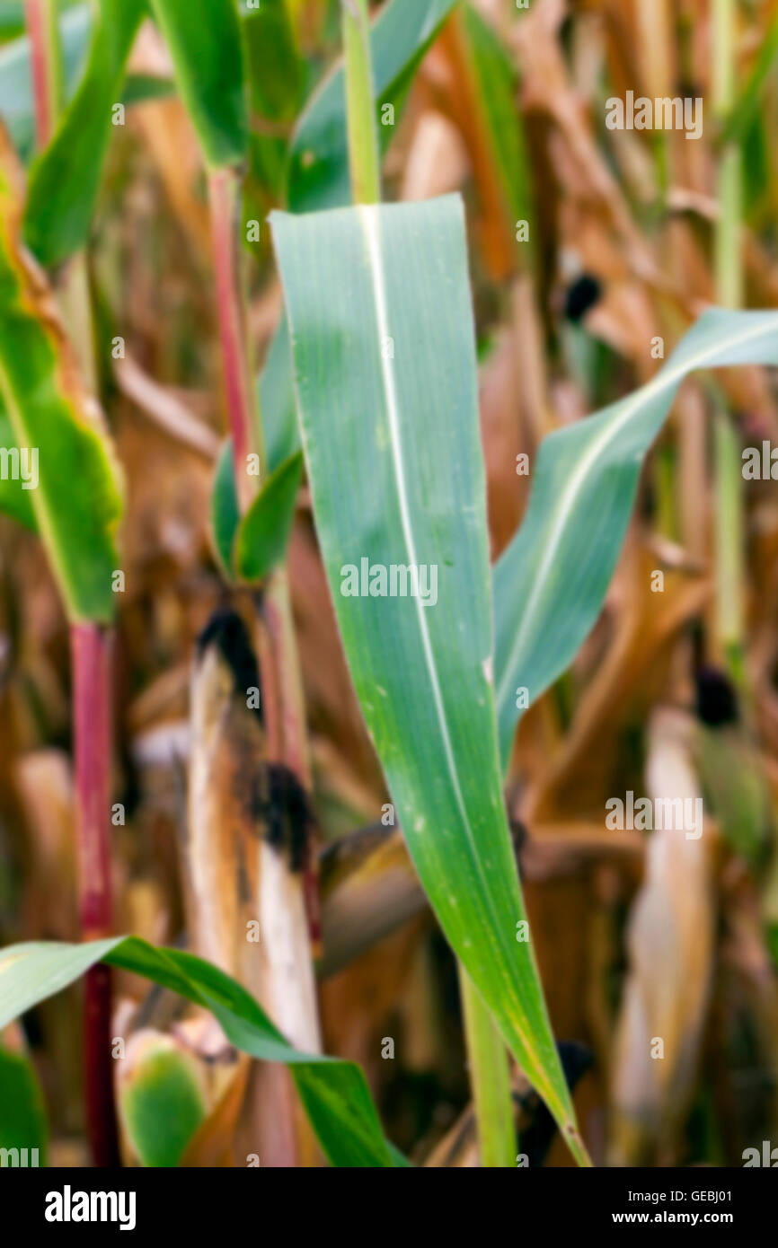 mature corn crop Stock Photo - Alamy