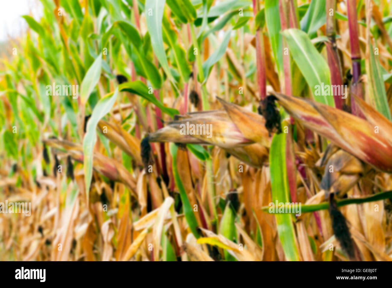 ripe corn, autumn Stock Photo - Alamy