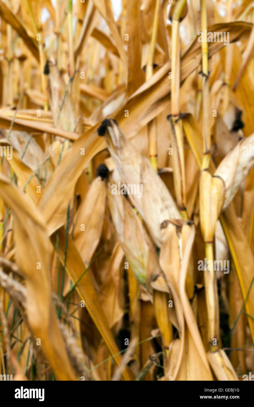 mature corn crop Stock Photo - Alamy
