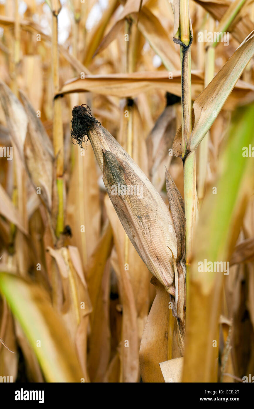 mature corn crop Stock Photo - Alamy