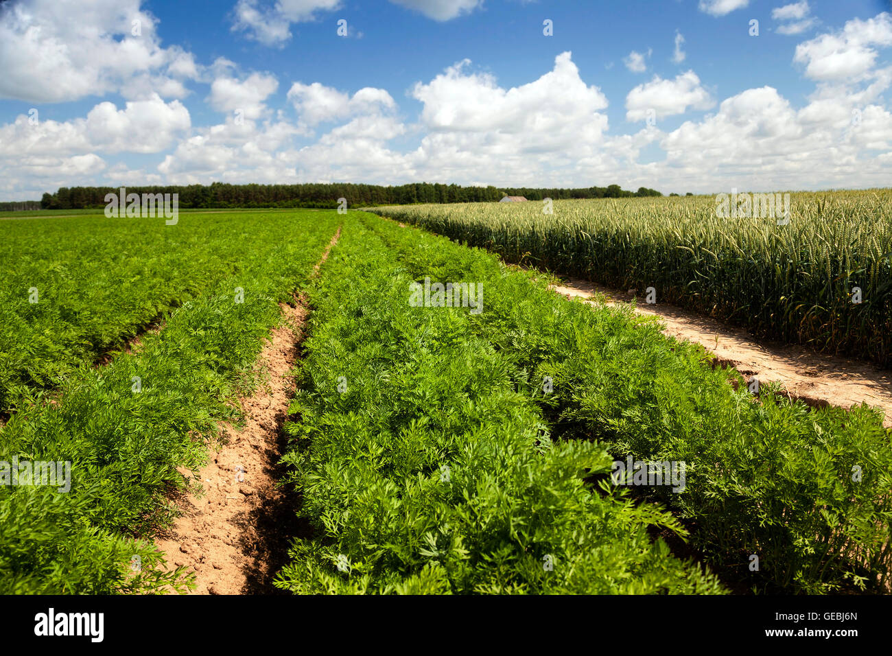 Carrot top grow hi-res stock photography and images - Alamy