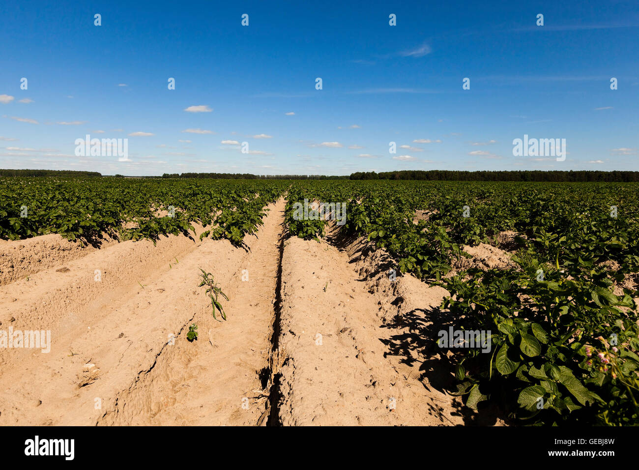 Agriculture, potato field Stock Photo - Alamy