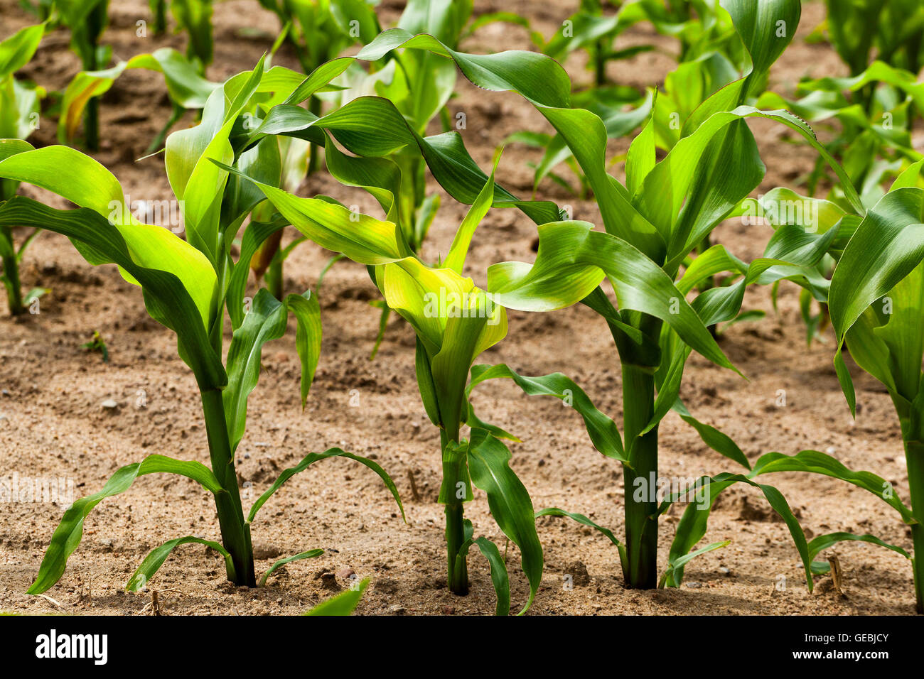 green maize , corn Stock Photo - Alamy