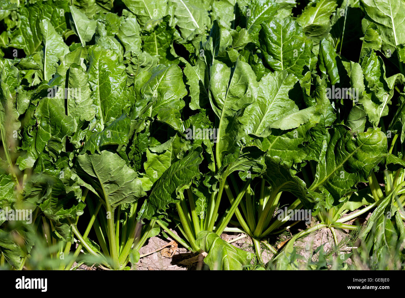 Field with sugar beet Stock Photo - Alamy