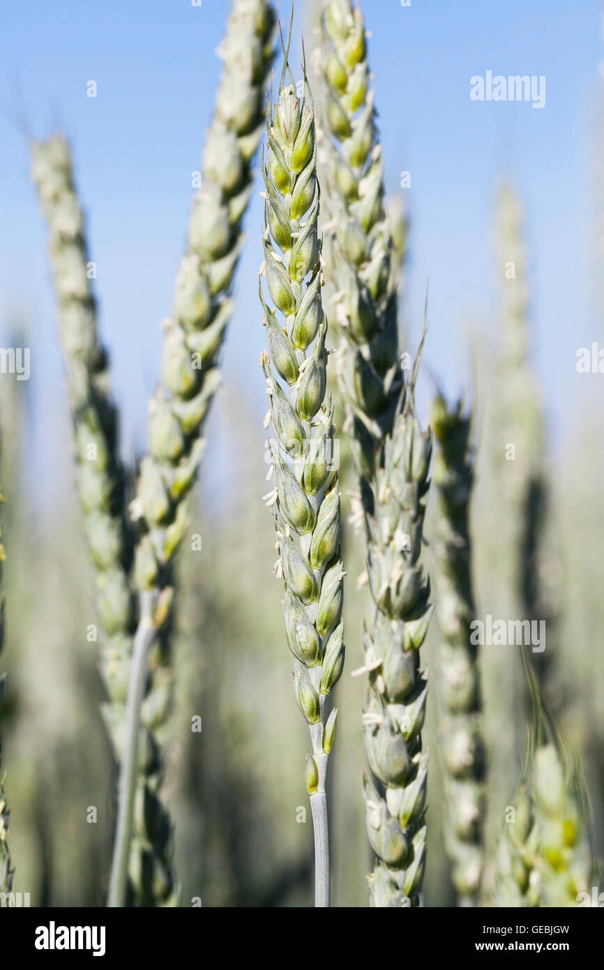 agricultural field wheat Stock Photo - Alamy