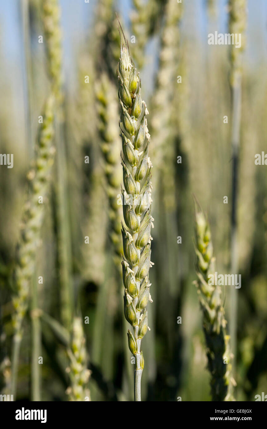 Rye grass seed head hi-res stock photography and images - Alamy