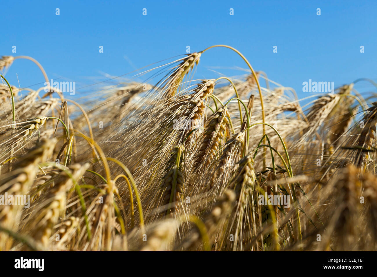 farm field cereals Stock Photo - Alamy