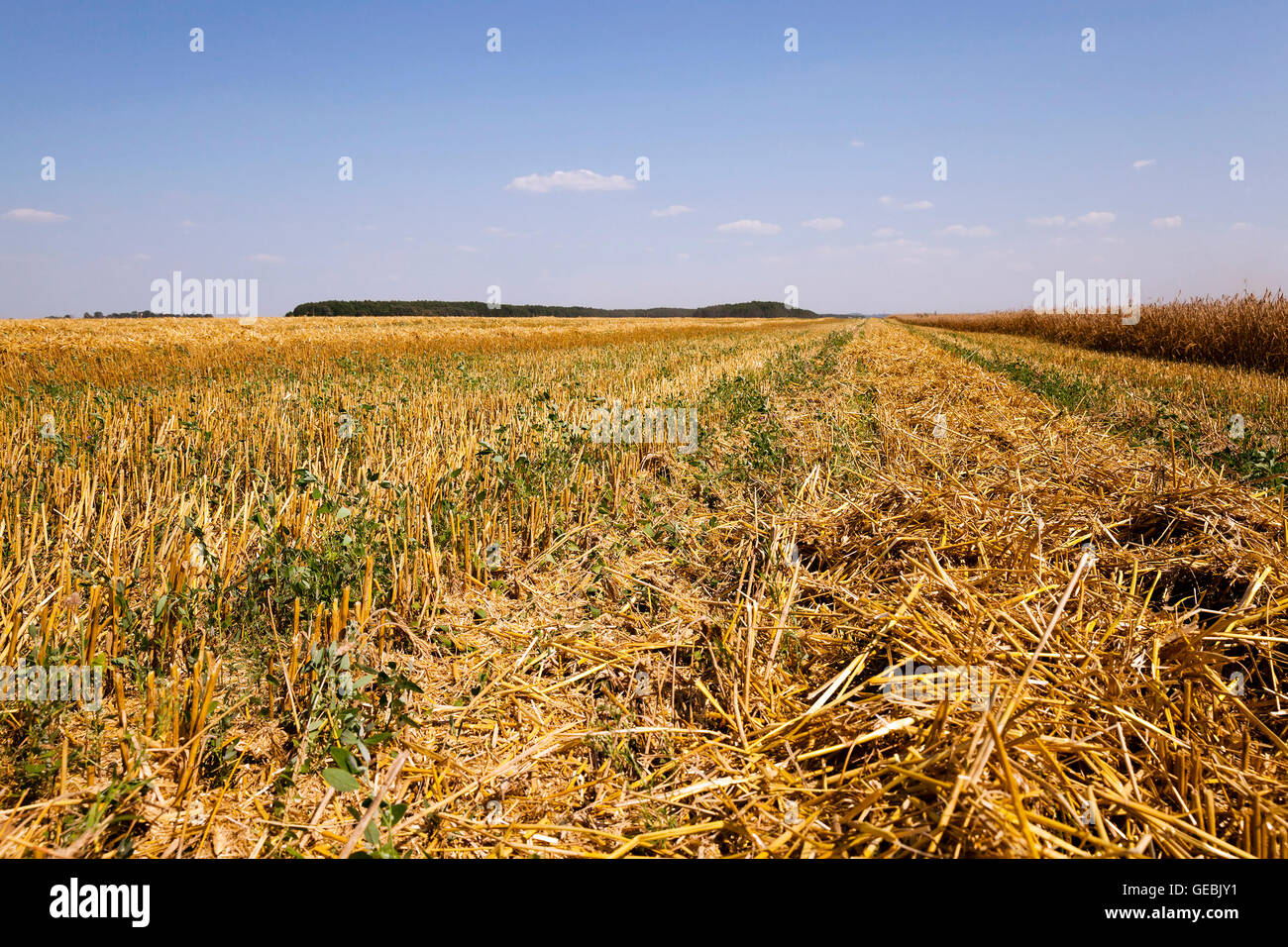Corn field cross section hi-res stock photography and images - Alamy