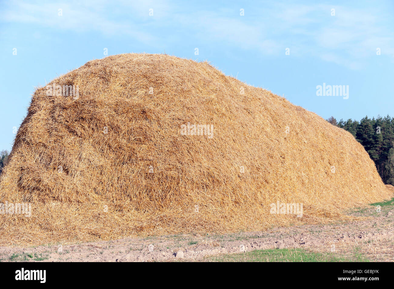 stack of straw in the field Stock Photo - Alamy